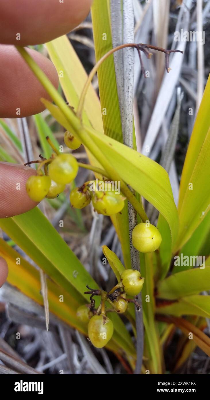 'uki'uki (Dianella sandwicensis) Plantae Stock Photo - Alamy