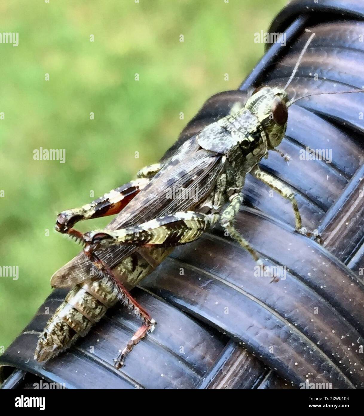 Pine tree Spur-throat Grasshopper (Melanoplus punctulatus) Insecta ...