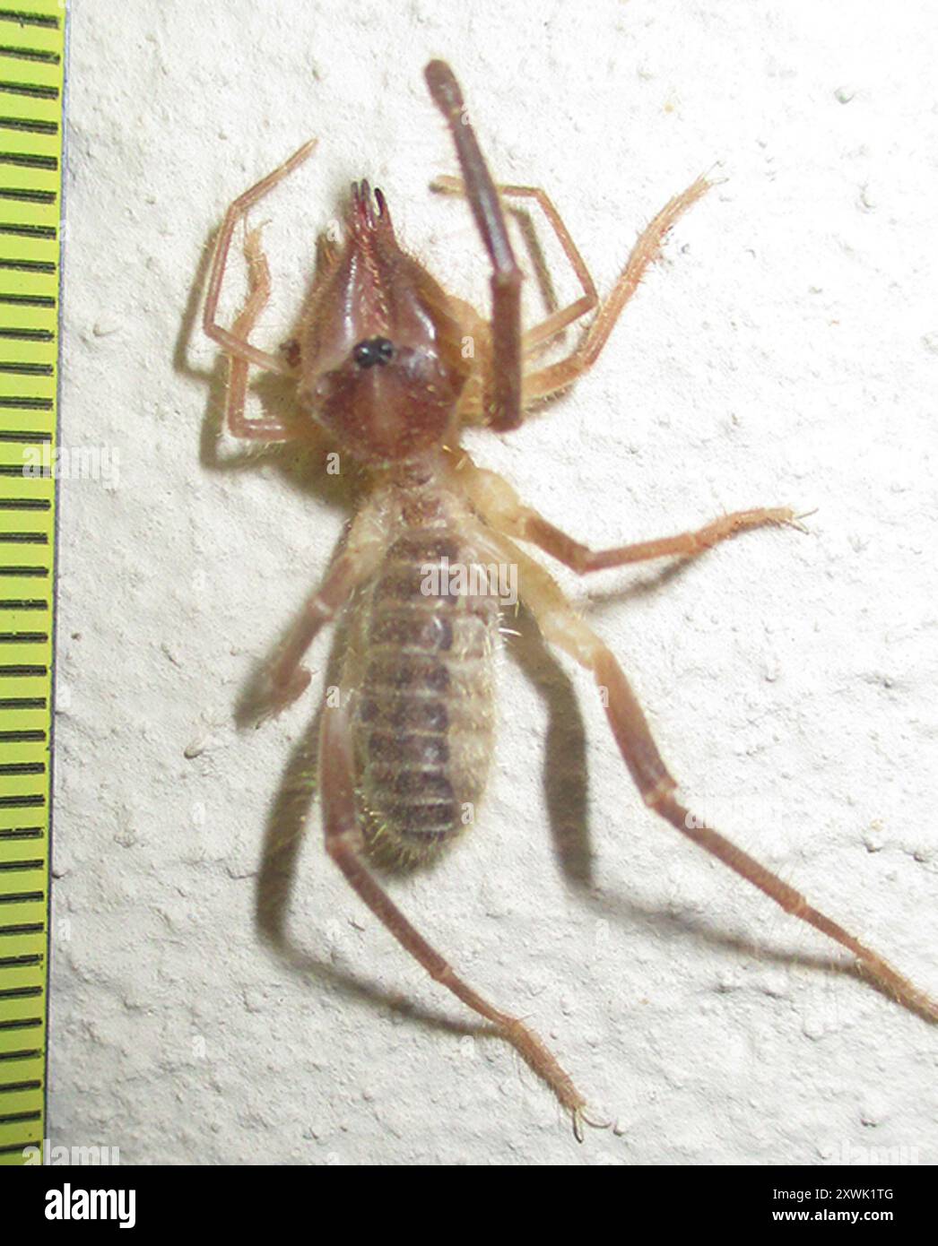 Common Romans (Solpugidae) Arachnida Stock Photo - Alamy