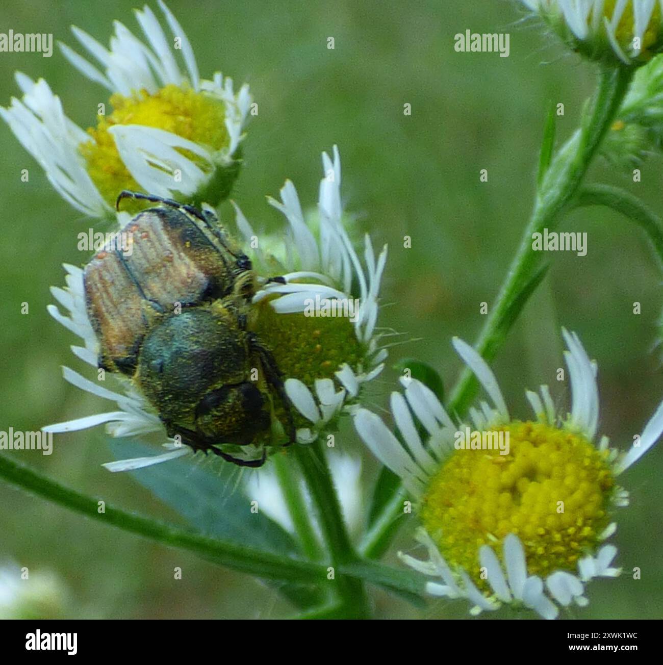 Bee-like Flower Scarabs (Trichiotinus) Insecta Stock Photo - Alamy