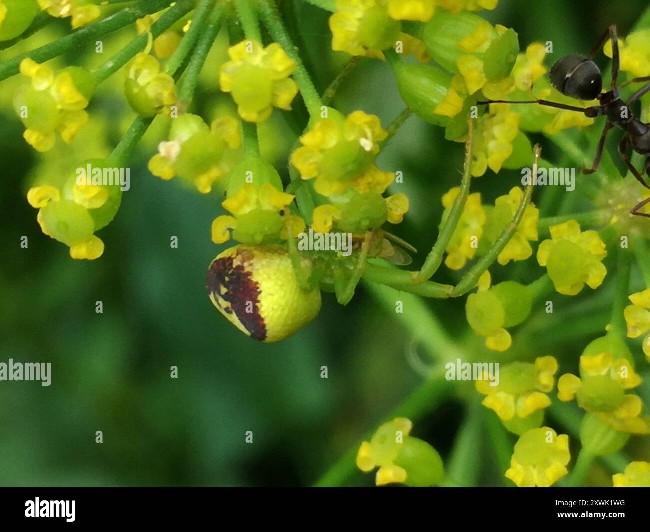 Triangle Crab Spider (Ebrechtella tricuspidata) Arachnida Stock Photo ...