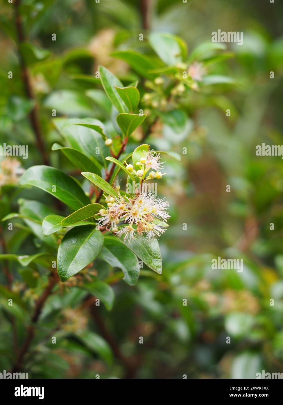 (Scolopia oldhamii) Plantae Stock Photo - Alamy