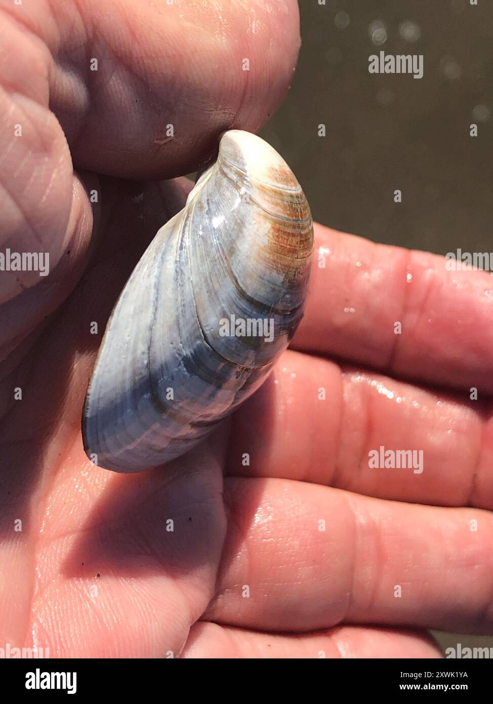 Pismo Clam (Tivela stultorum) Mollusca Stock Photo - Alamy