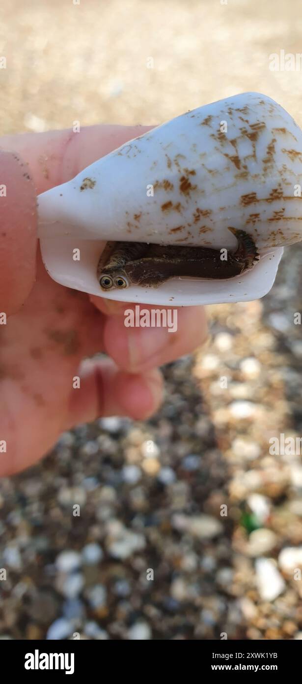 Persian Conch (Conomurex persicus) Mollusca Stock Photo - Alamy