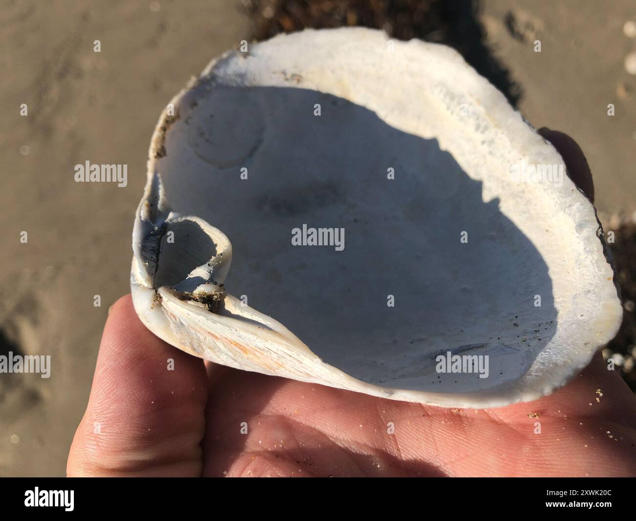 Fat Gaper (Tresus capax) Mollusca Stock Photo - Alamy