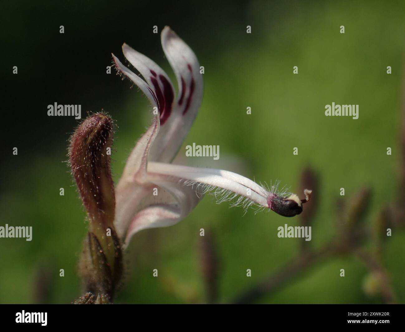 Green Chiretta (Andrographis paniculata) Plantae Stock Photo - Alamy