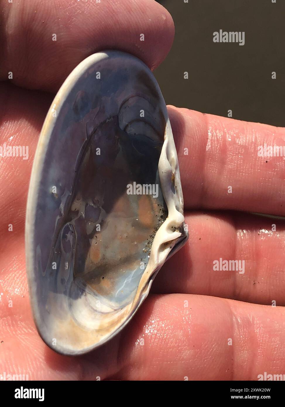 Pismo clam hi-res stock photography and images - Alamy