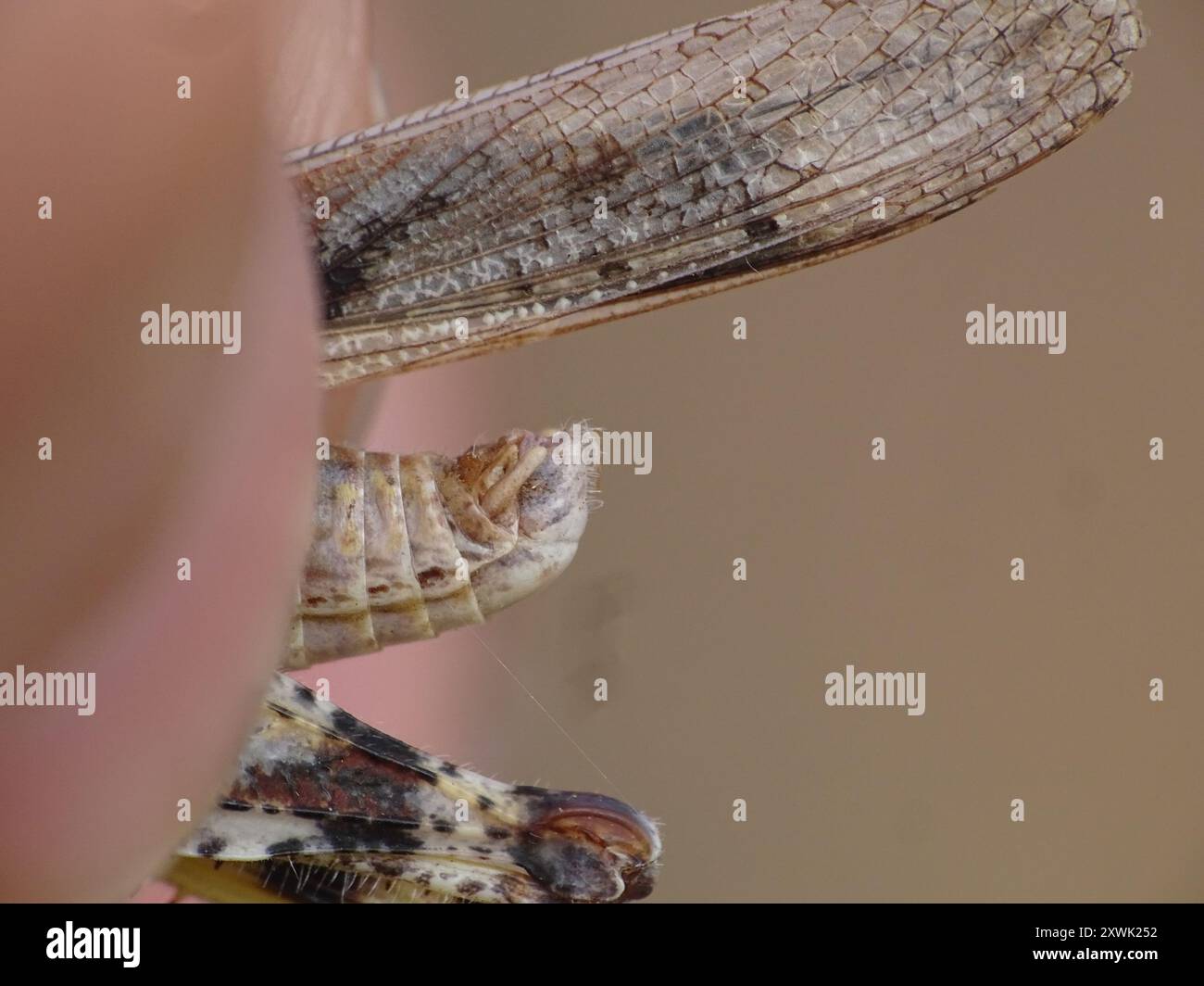 Seaside Grasshopper (Trimerotropis maritima) Insecta Stock Photo - Alamy