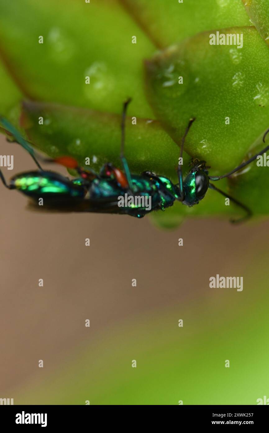 Emerald Cockroach Wasp (Ampulex compressa) Insecta Stock Photo - Alamy