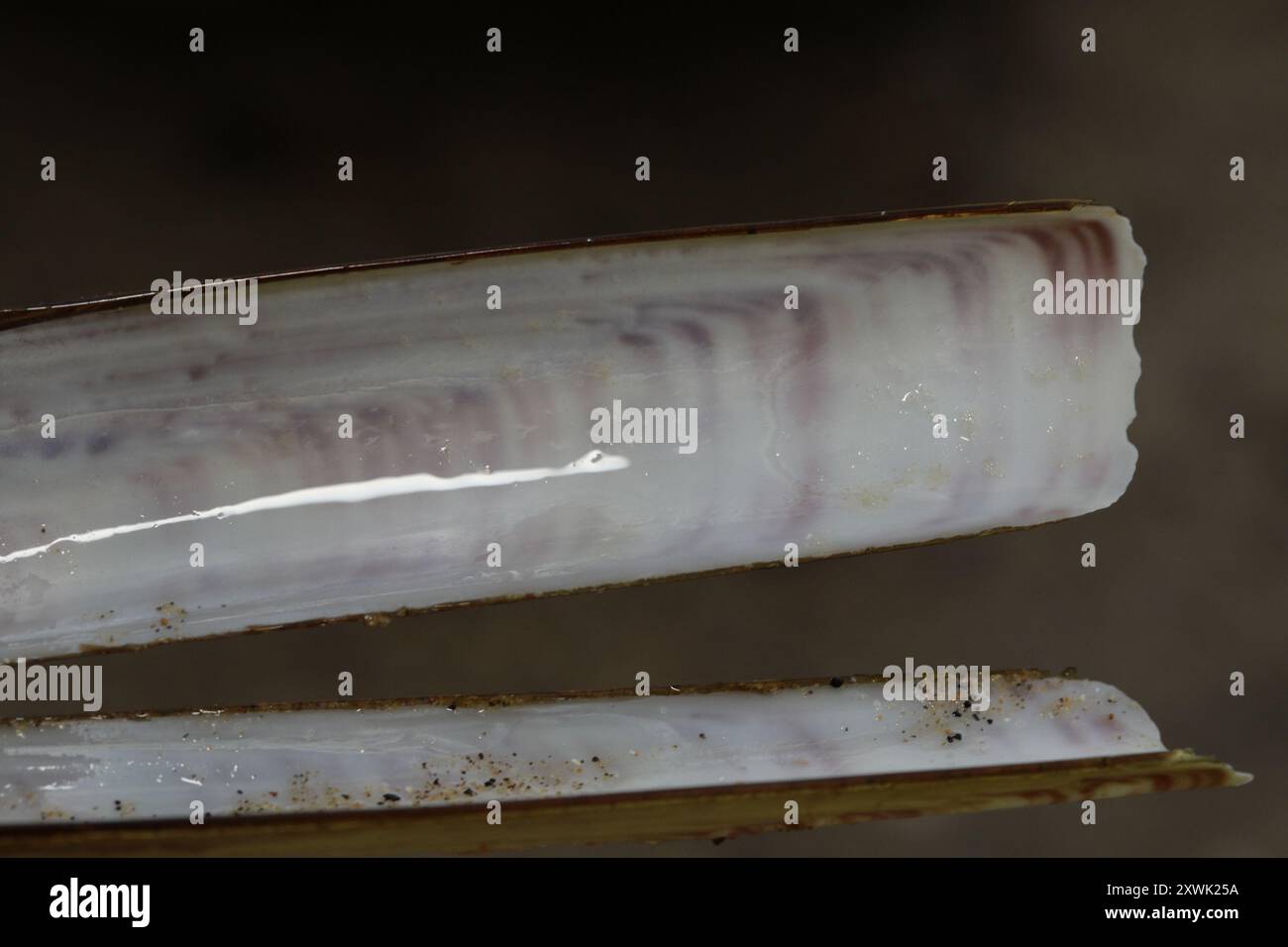 Atlantic Jackknife (Ensis leei) Mollusca Stock Photo - Alamy