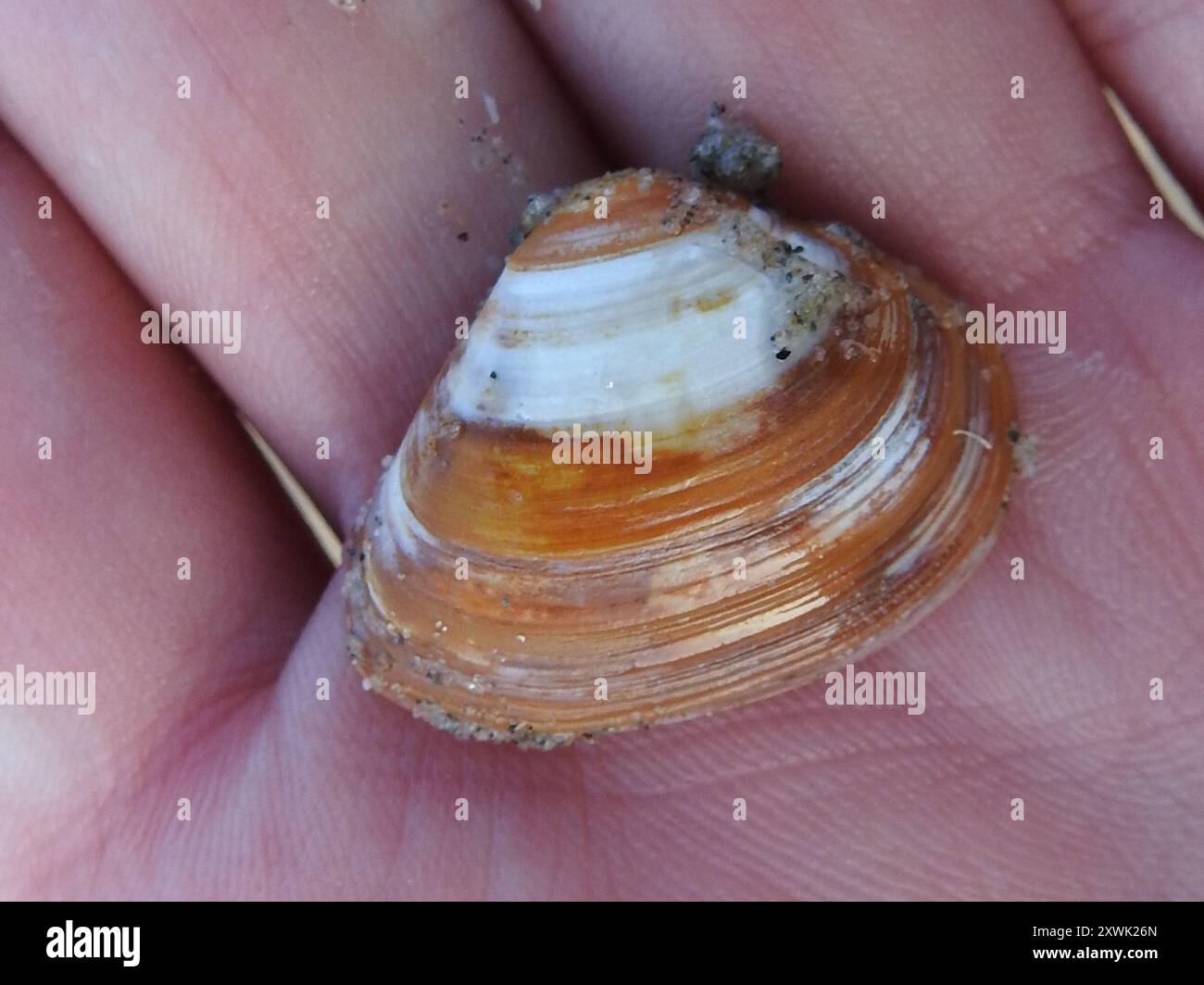 Cut Trough Shell (Spisula subtruncata) Mollusca Stock Photo - Alamy