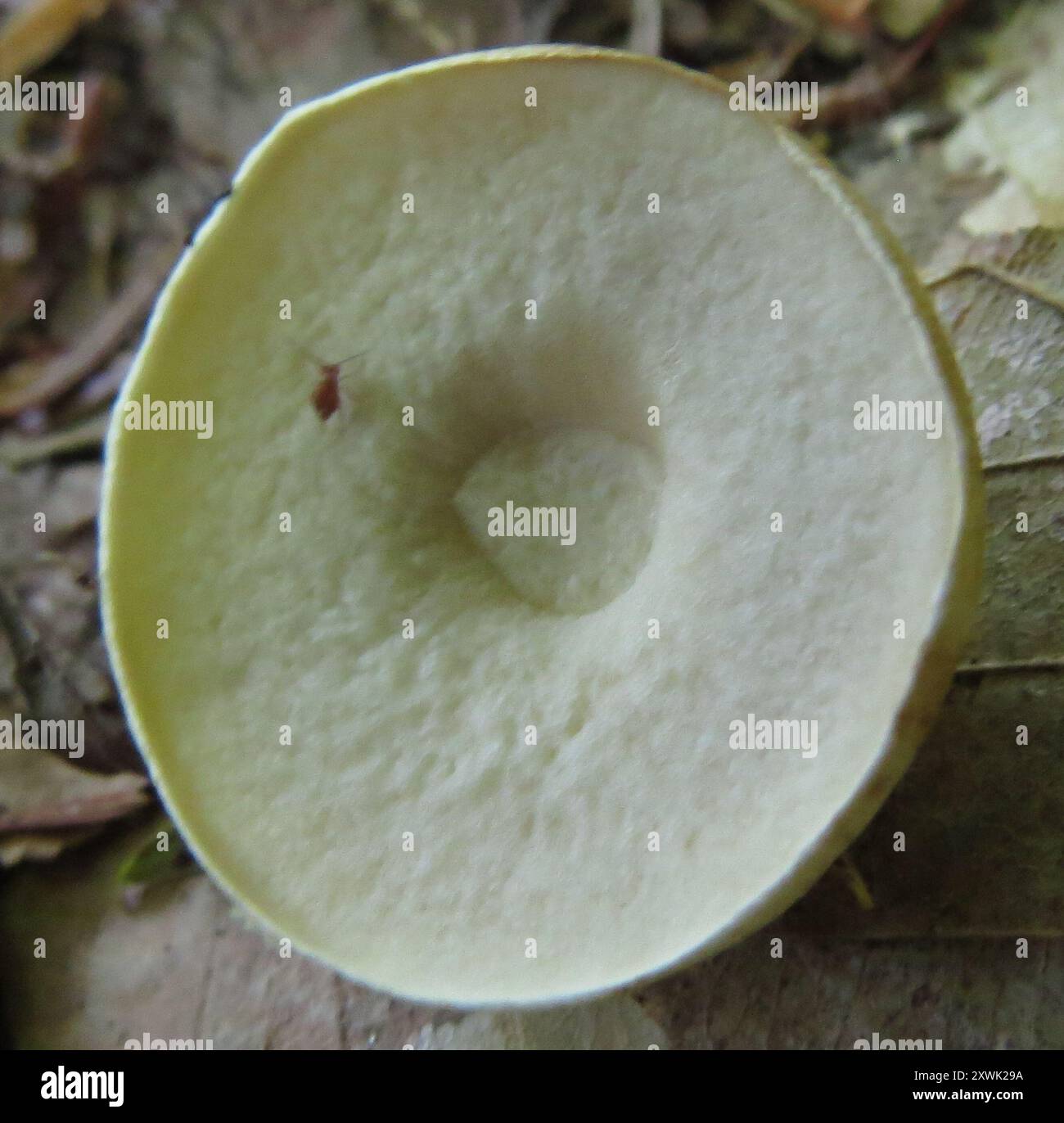 boletes (Boletaceae) Fungi Stock Photo - Alamy