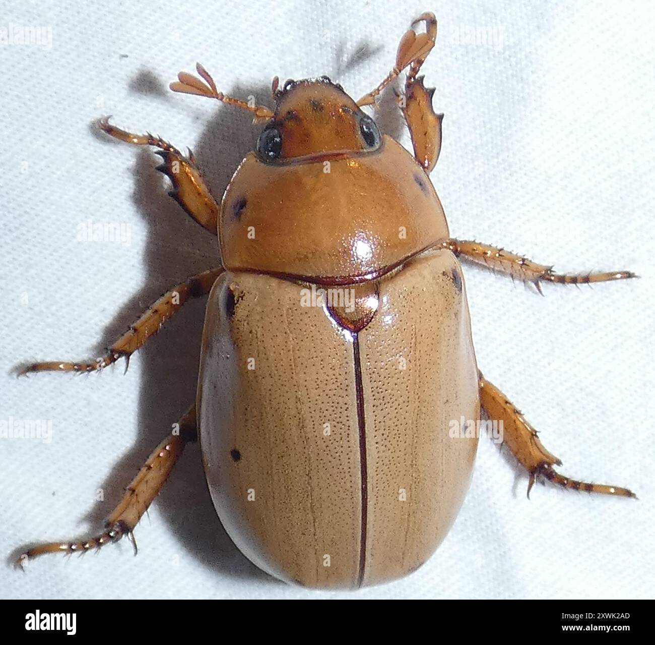 Grapevine Beetle (Pelidnota punctata) Insecta Stock Photo - Alamy