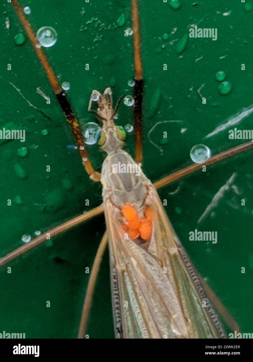 Mites and Ticks (Acari) Arachnida Stock Photo - Alamy