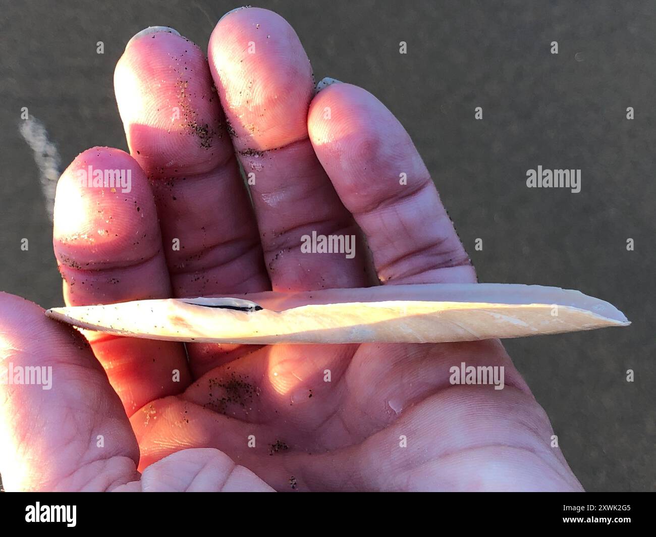 Pacific Razor Clam (Siliqua patula) Mollusca Stock Photo - Alamy