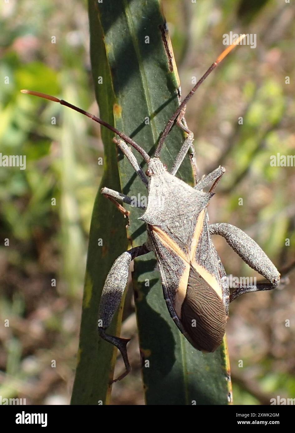 Mictis profana hi-res stock photography and images - Alamy