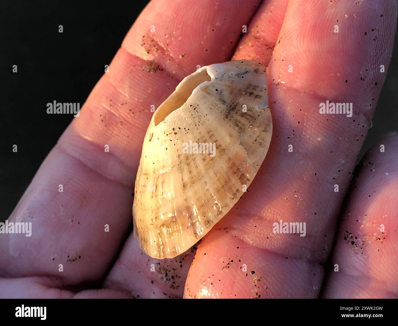 Rough Keyhole Limpet (Diodora aspera) Mollusca Stock Photo - Alamy