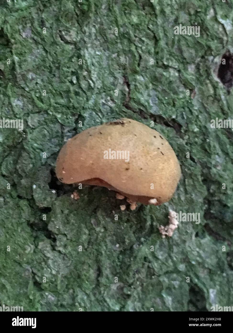 Robust Bracket (Fomitiporia robusta) Fungi Stock Photo - Alamy