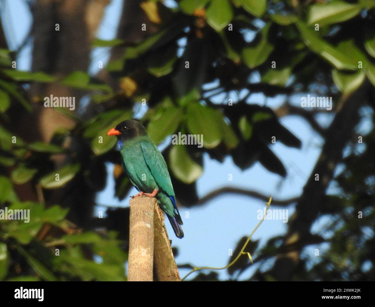 Dollarbird (Eurystomus orientalis) Aves Stock Photo - Alamy