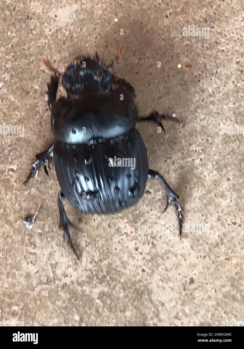 Carolina Copris (Dichotomius carolinus) Insecta Stock Photo - Alamy