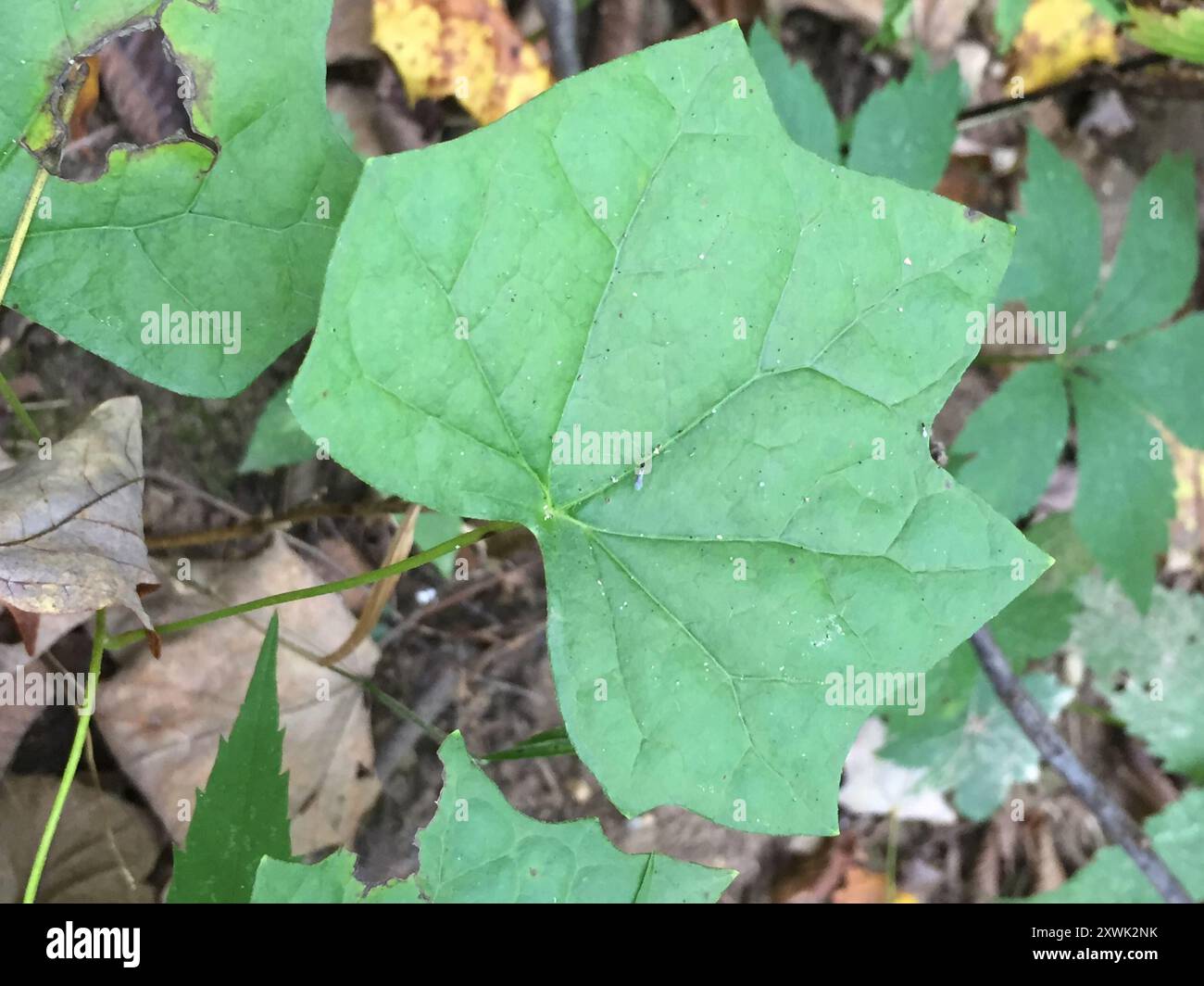 moonseed (Menispermum canadense) Plantae Stock Photo - Alamy