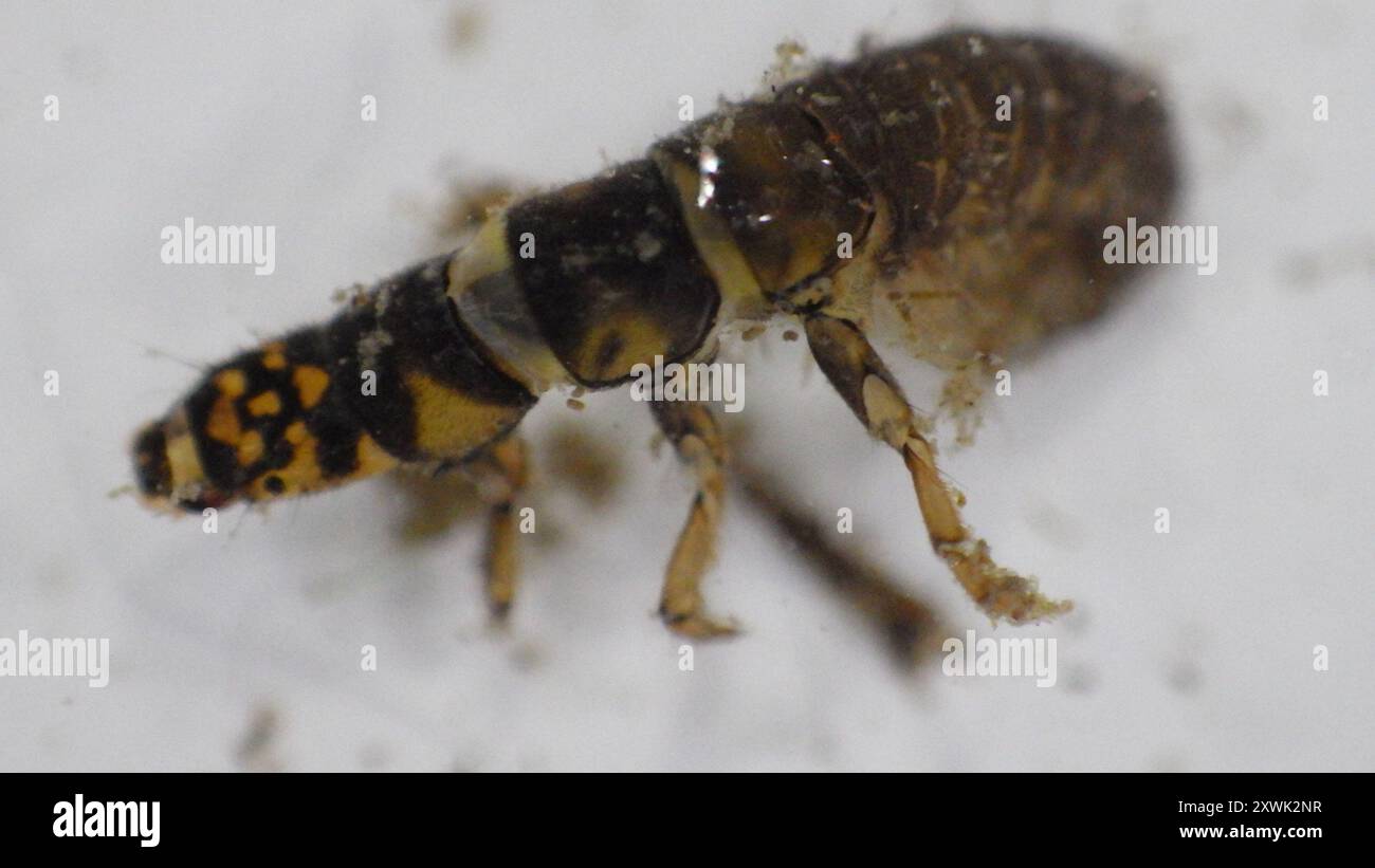 Net-spinning Caddisflies (Hydropsychidae) Insecta Stock Photo - Alamy