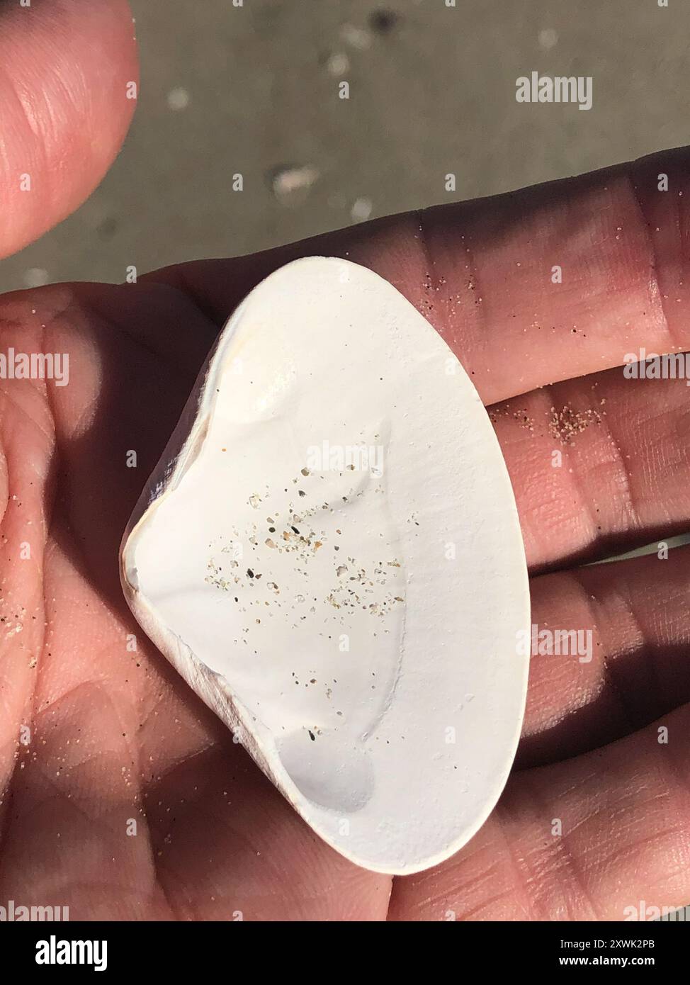 Pismo Clam (Tivela stultorum) Mollusca Stock Photo - Alamy