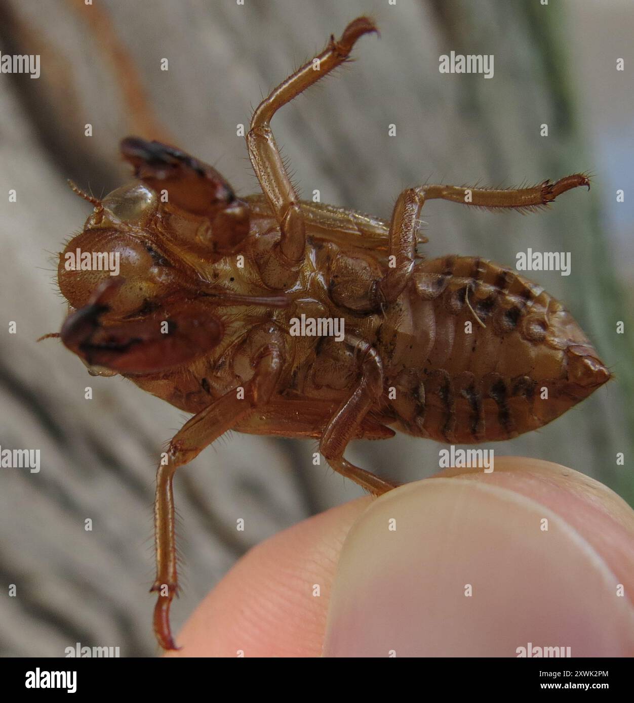 Typical Cicadas (Cicadidae) Insecta Stock Photo - Alamy