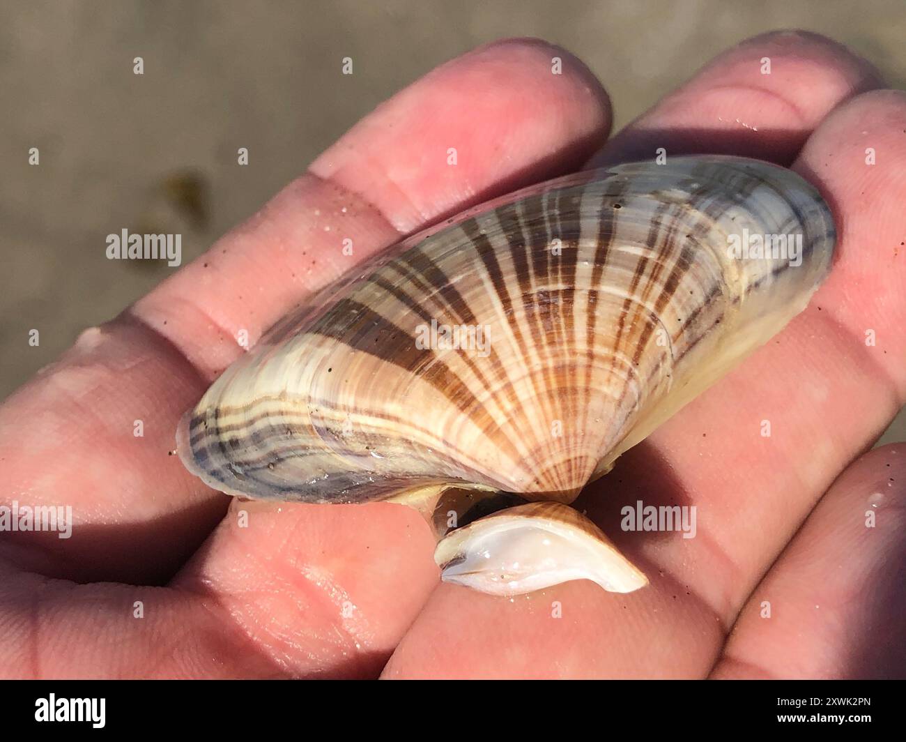 Tivela stultorum hi-res stock photography and images - Alamy