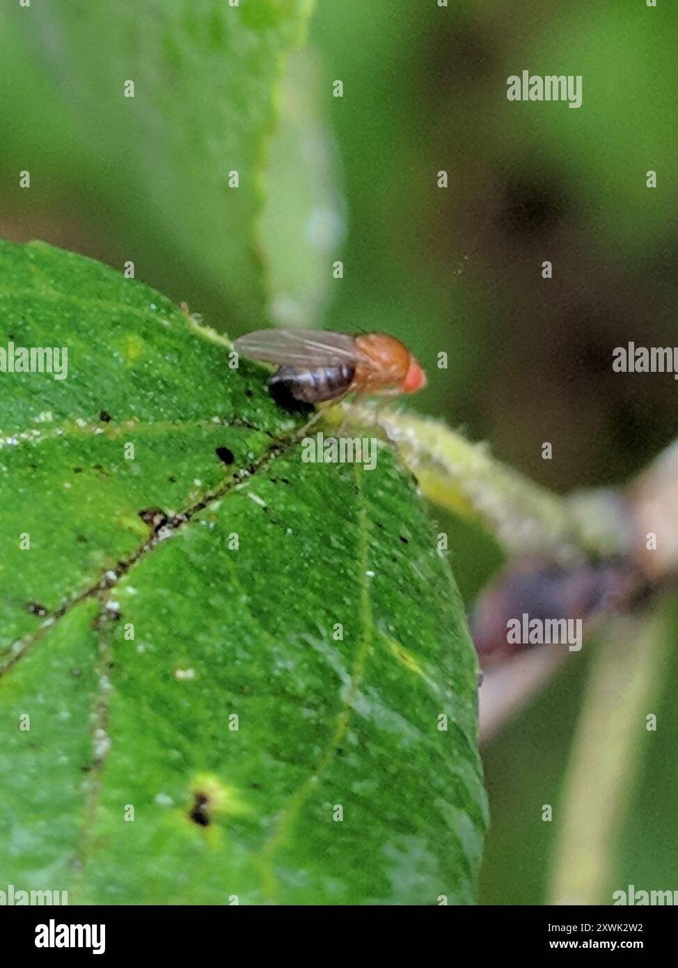 Lauxaniid Flies (Lauxaniidae) Insecta Stock Photo - Alamy