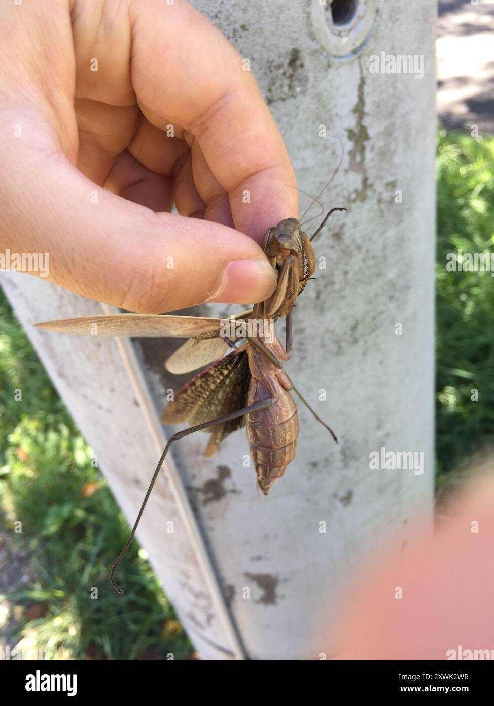 Chinese Mantis (Tenodera sinensis) Insecta Stock Photo - Alamy