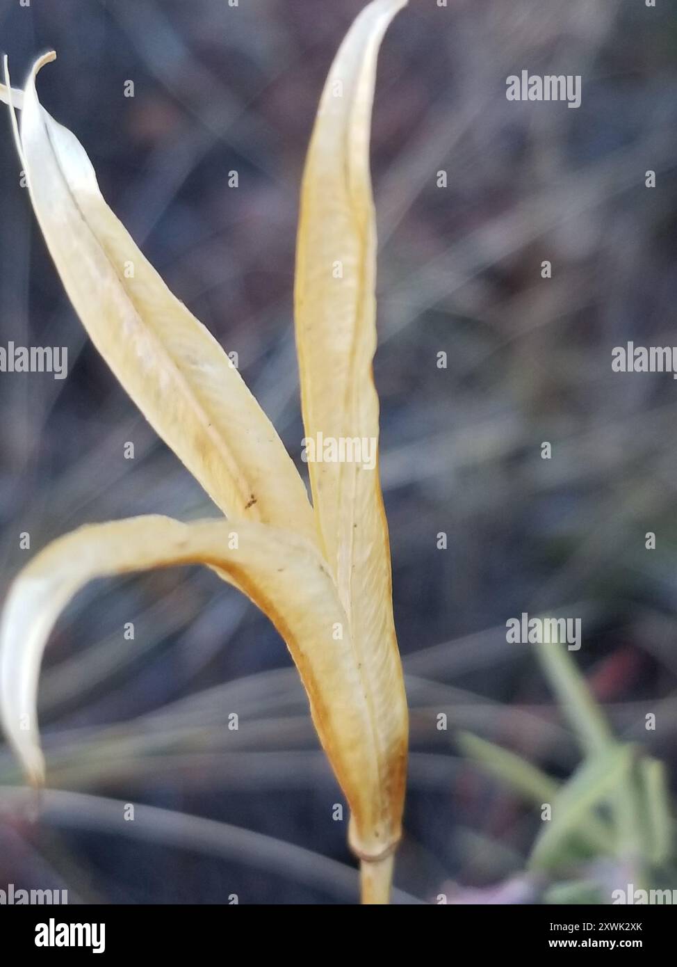 flowering plants (Angiospermae) Plantae Stock Photo - Alamy