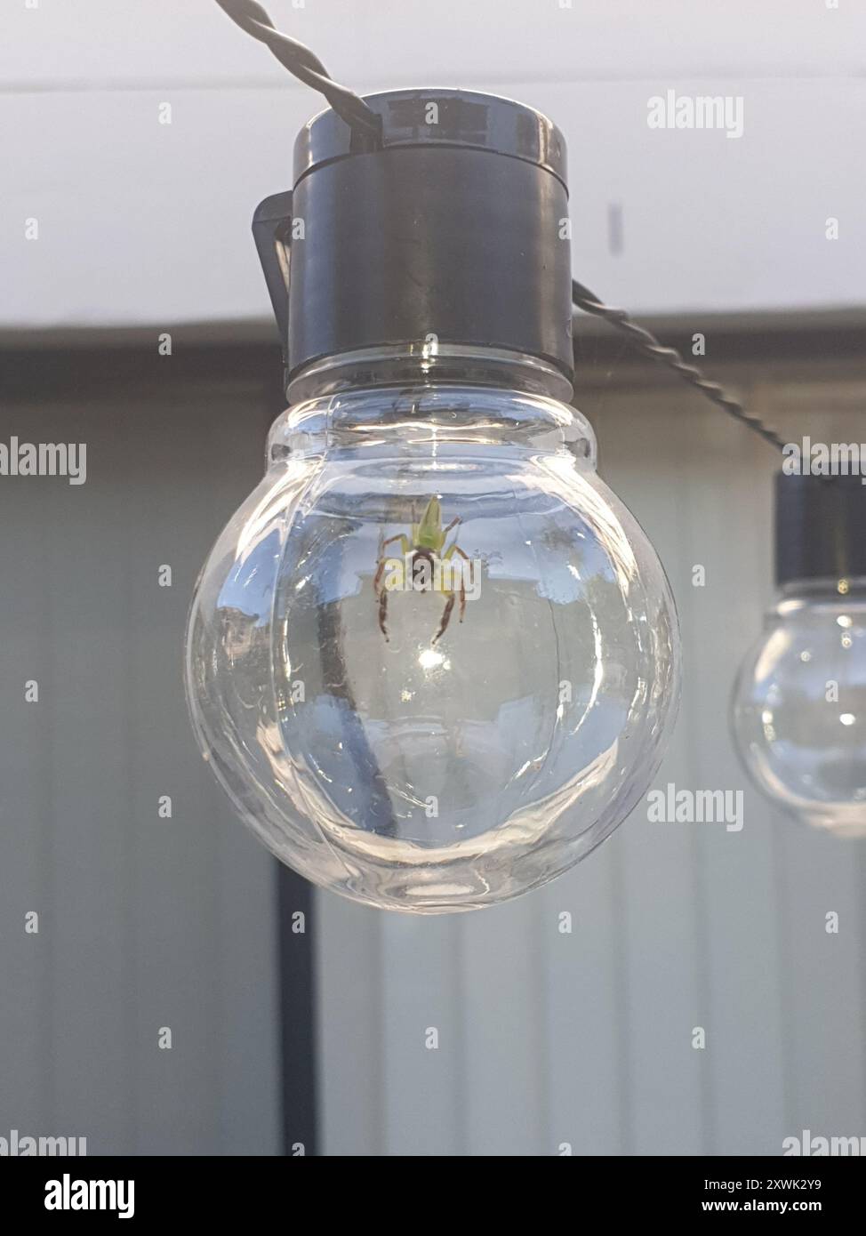 Green Jumping Spider (Mopsus mormon) Arachnida Stock Photo - Alamy