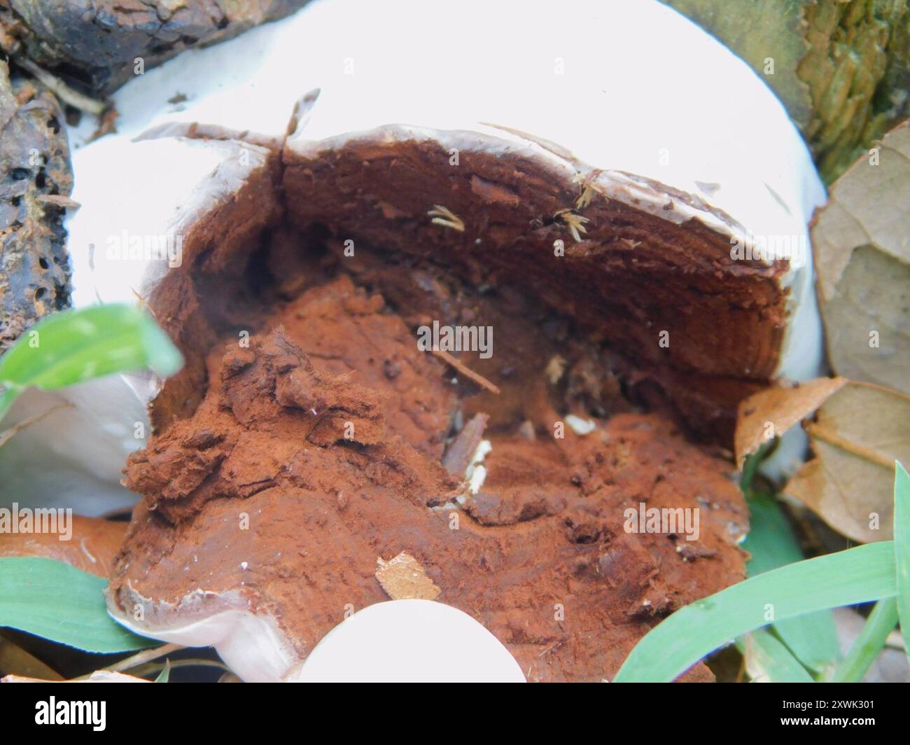 golden reishi (Ganoderma curtisii) Fungi Stock Photo - Alamy