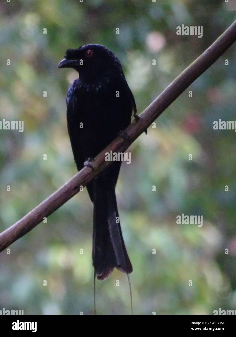 Greater Racket-tailed Drongo (Dicrurus paradiseus) Aves Stock Photo - Alamy