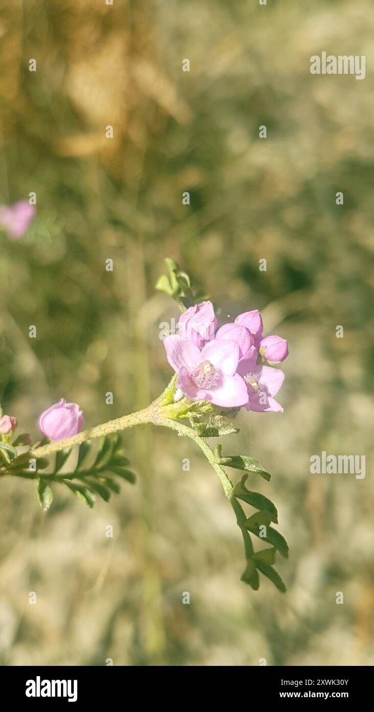 Small Leaved Boronia (Boronia microphylla) Plantae Stock Photo - Alamy