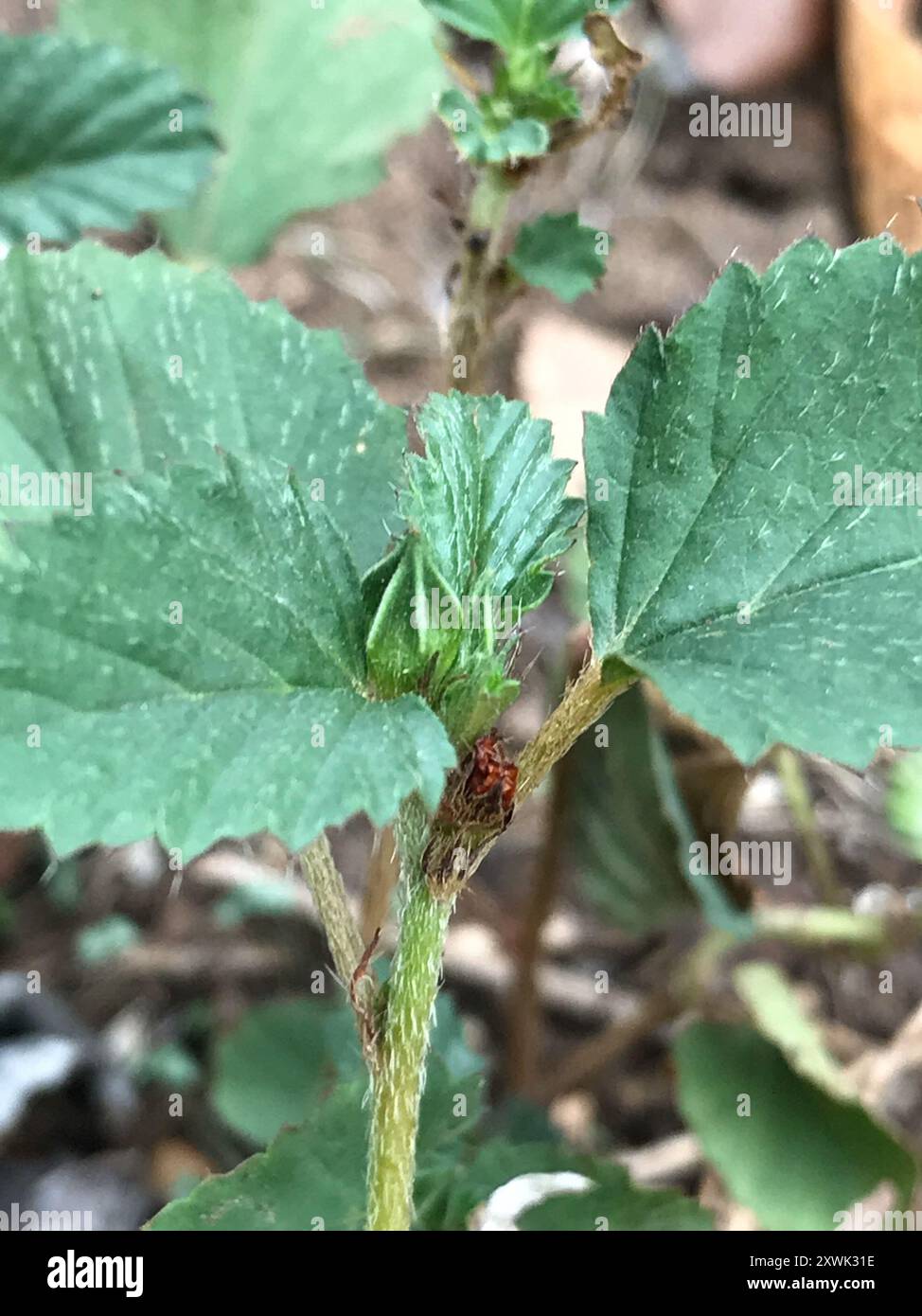 three-lobe false mallow (Malvastrum coromandelianum) Plantae Stock ...