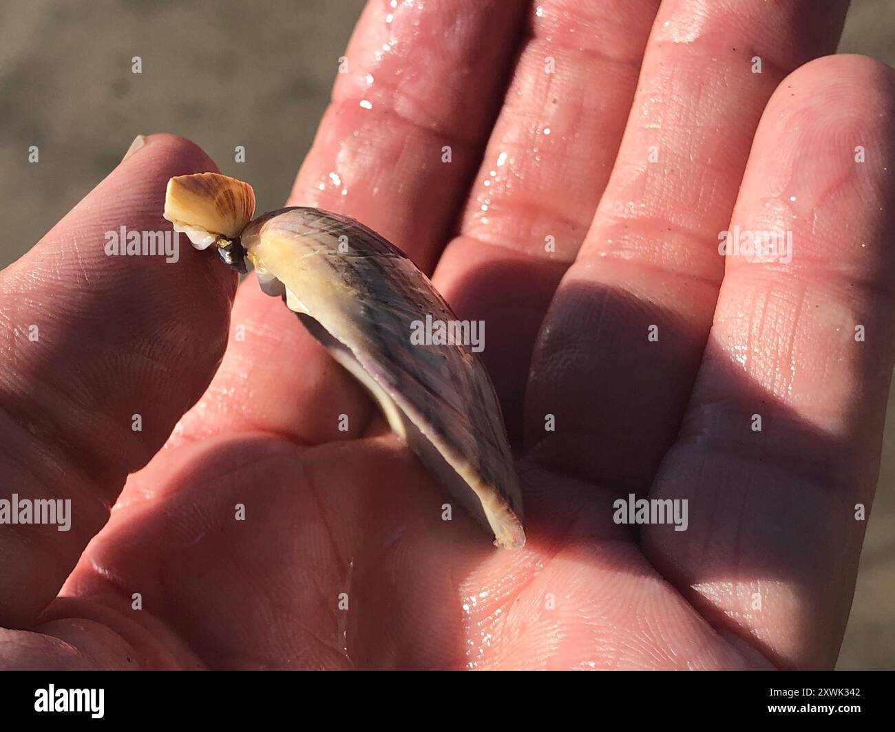 Pismo Clam (Tivela stultorum) Mollusca Stock Photo - Alamy