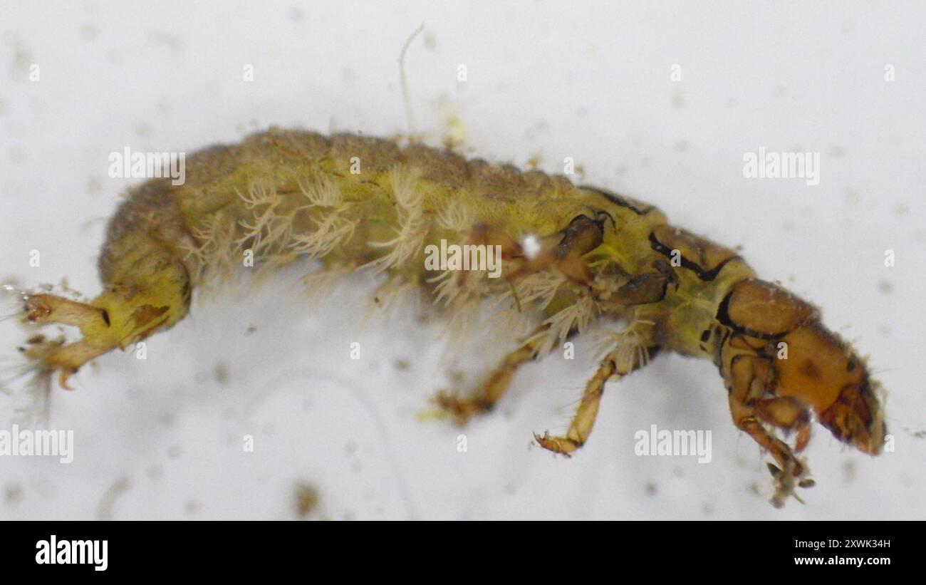 Net-spinning Caddisflies (Hydropsychidae) Insecta Stock Photo - Alamy