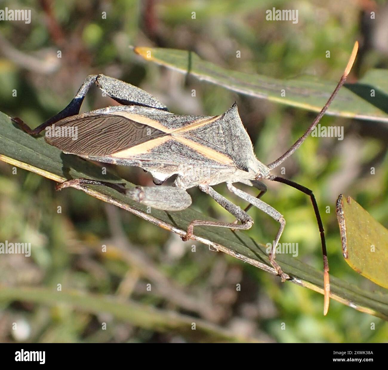Crusader bug hi-res stock photography and images - Alamy