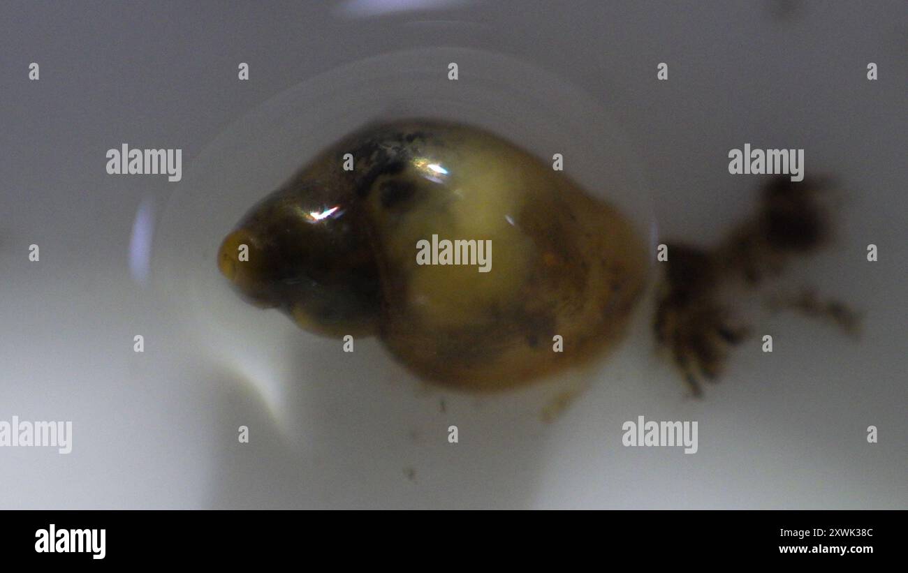 Pond Snails, Bladder Snails, and Allies (Lymnaeoidea) Mollusca Stock ...