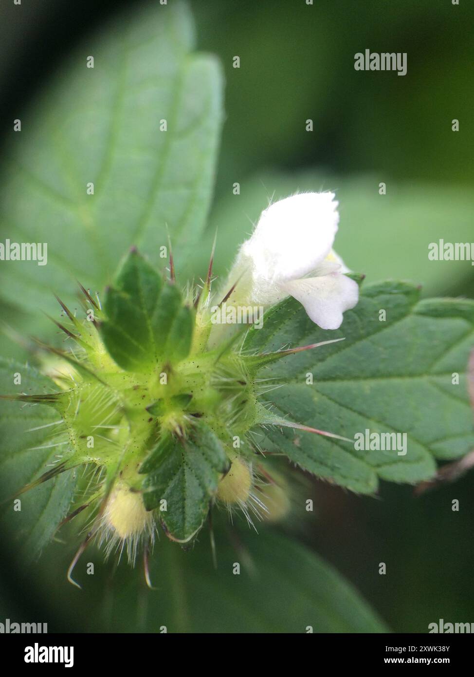 Common hemp-nettle (Galeopsis tetrahit) Plantae Stock Photo - Alamy