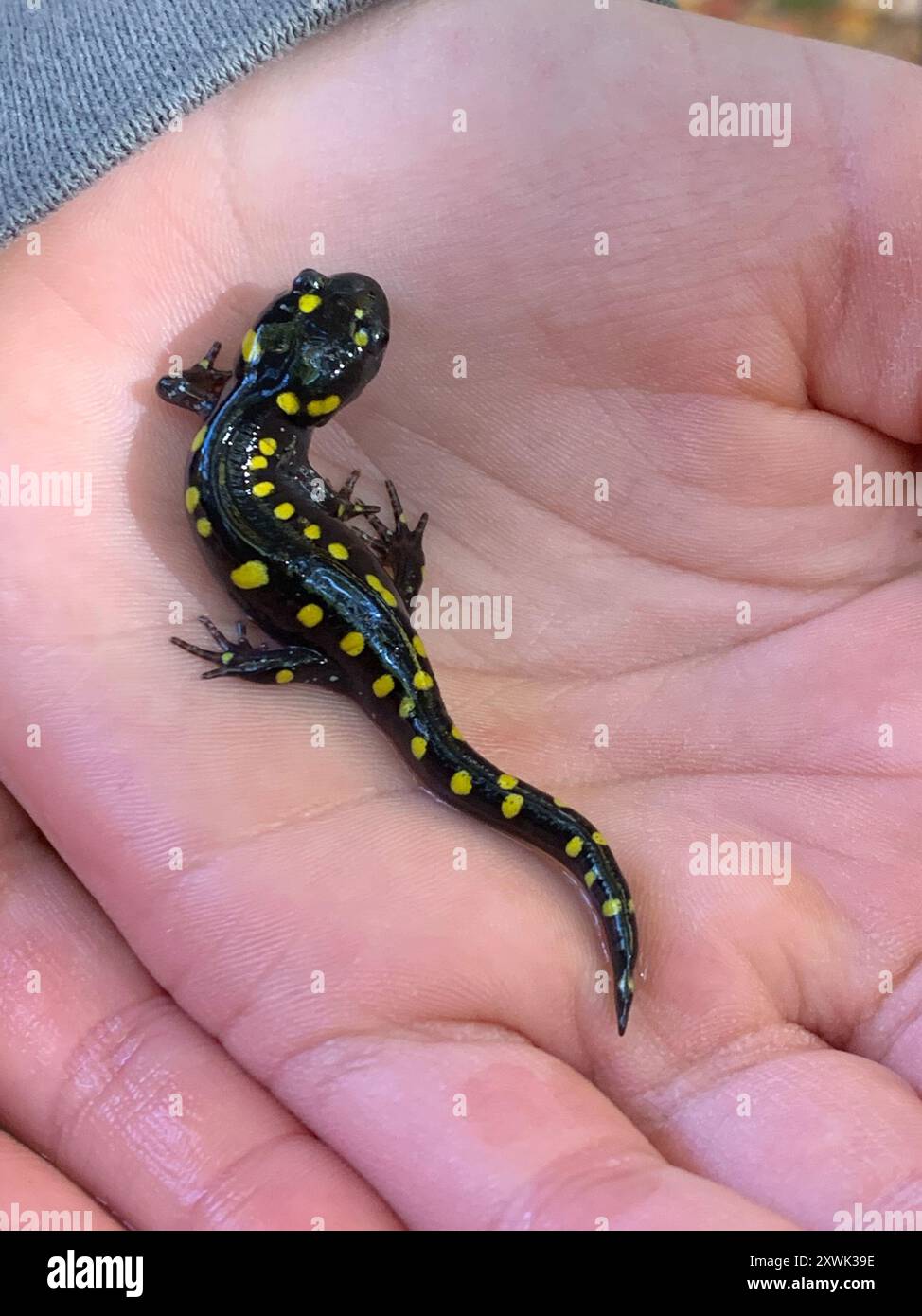 Spotted Salamander (Ambystoma maculatum) Amphibia Stock Photo - Alamy