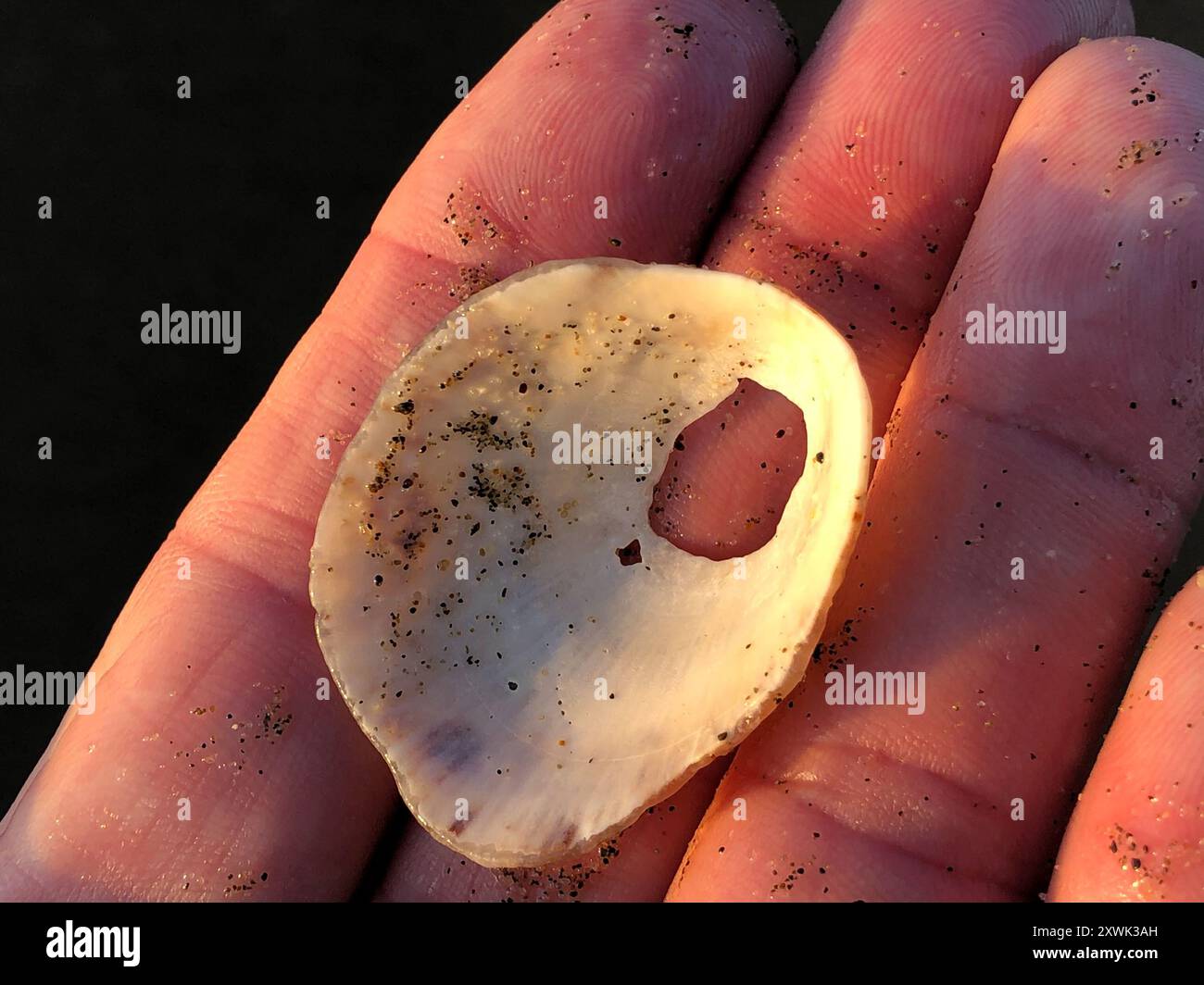 Rough Keyhole Limpet (Diodora aspera) Mollusca Stock Photo - Alamy