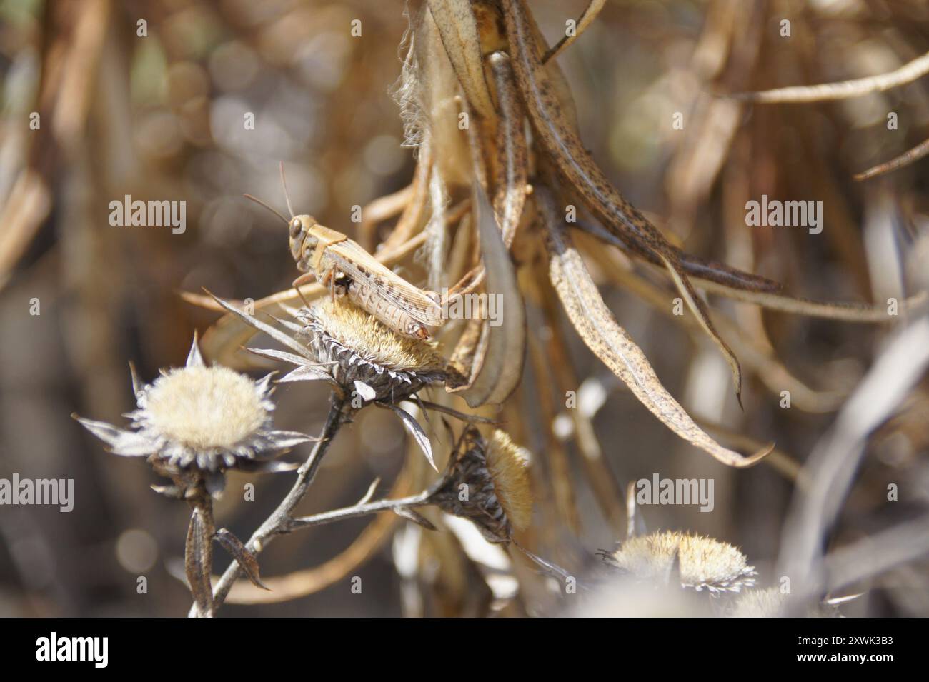 (Calliptamus plebeius) Insecta Stock Photo - Alamy