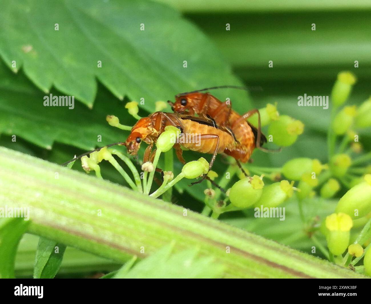 Common Red Soldier Beetle (Rhagonycha fulva) Insecta Stock Photo - Alamy