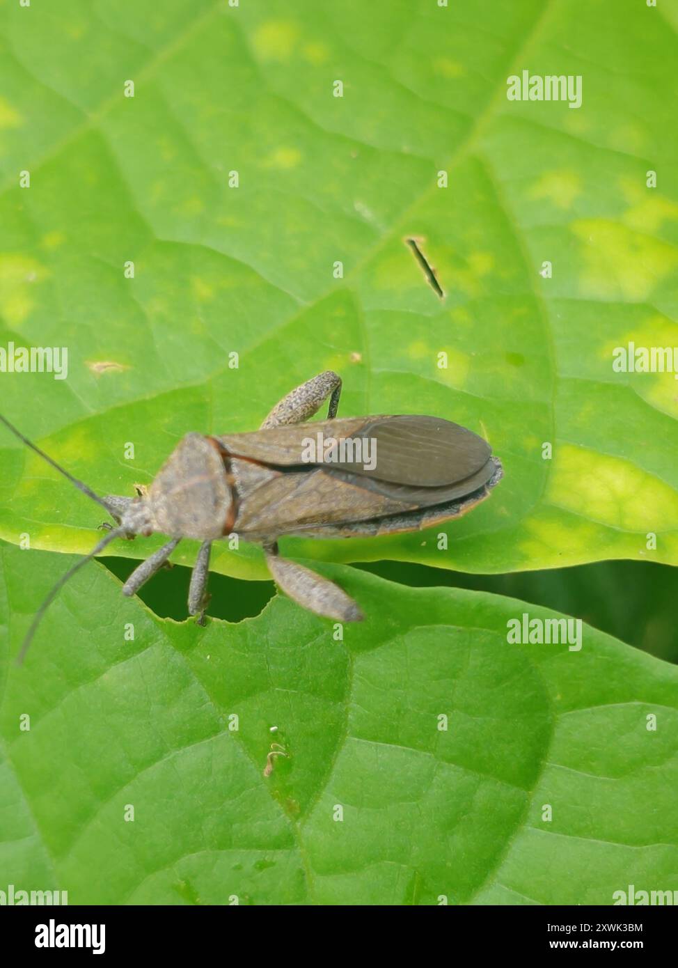 sweet potato bug (Physomerus grossipes) Insecta Stock Photo - Alamy