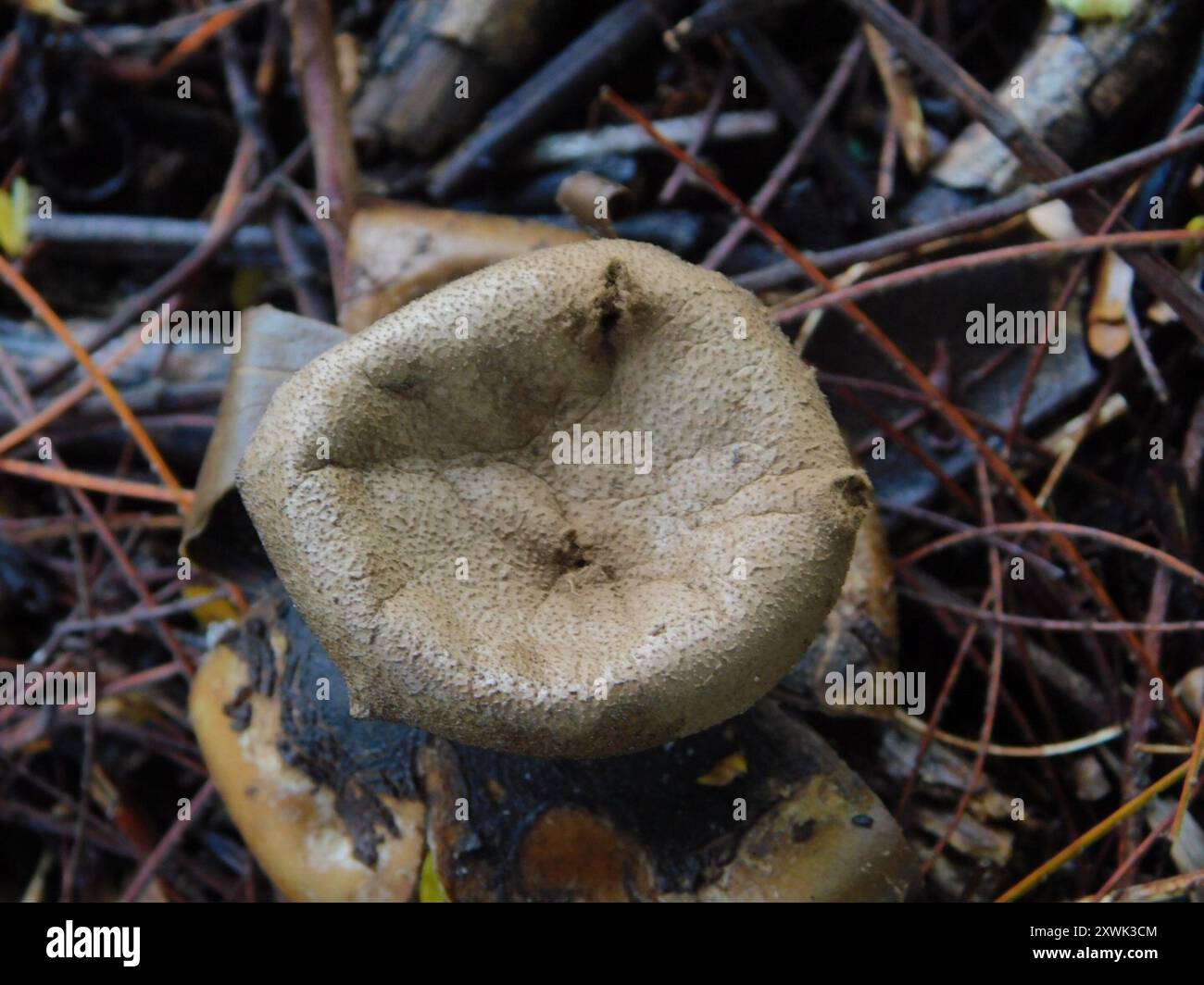Pepper Pot (Myriostoma coliforme) Fungi Stock Photo - Alamy