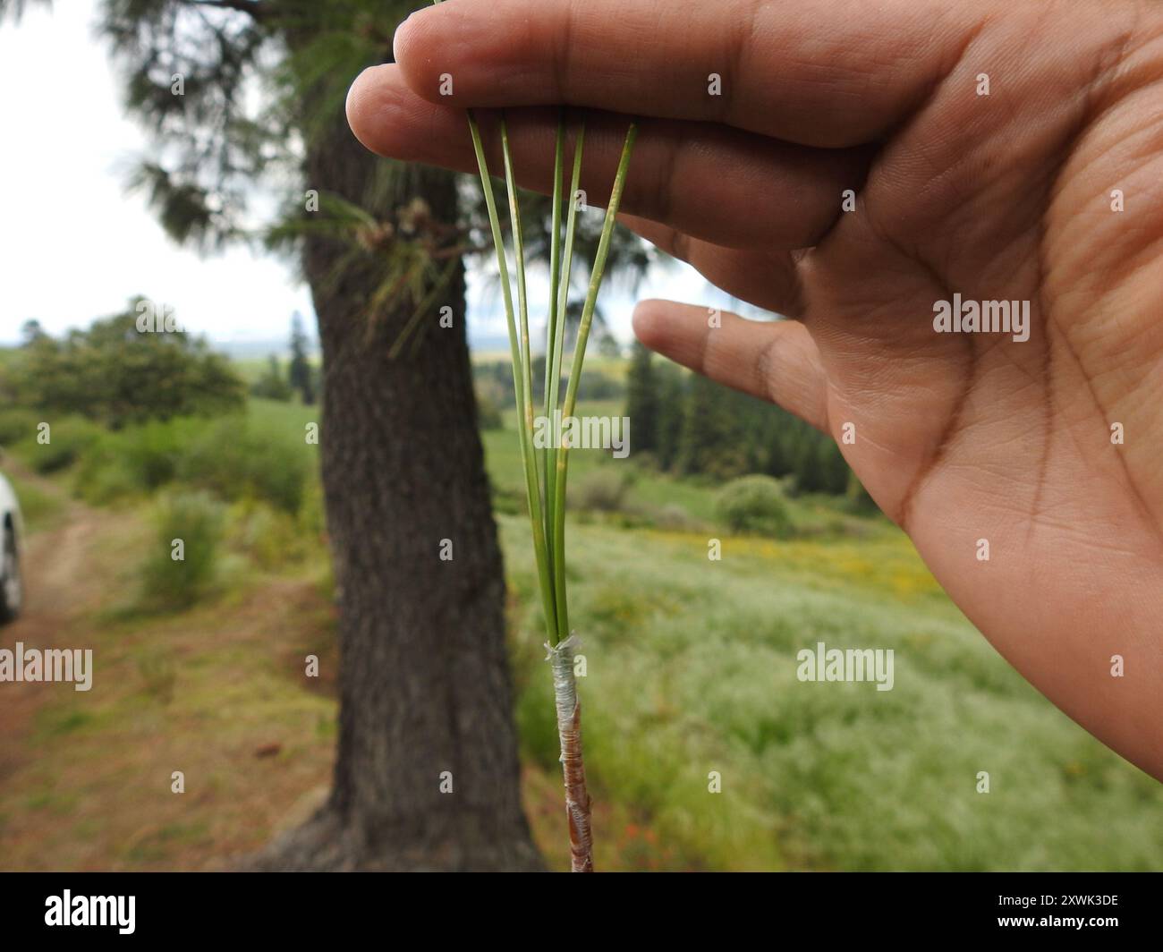 Montezuma pine (Pinus montezumae) Plantae Stock Photo - Alamy