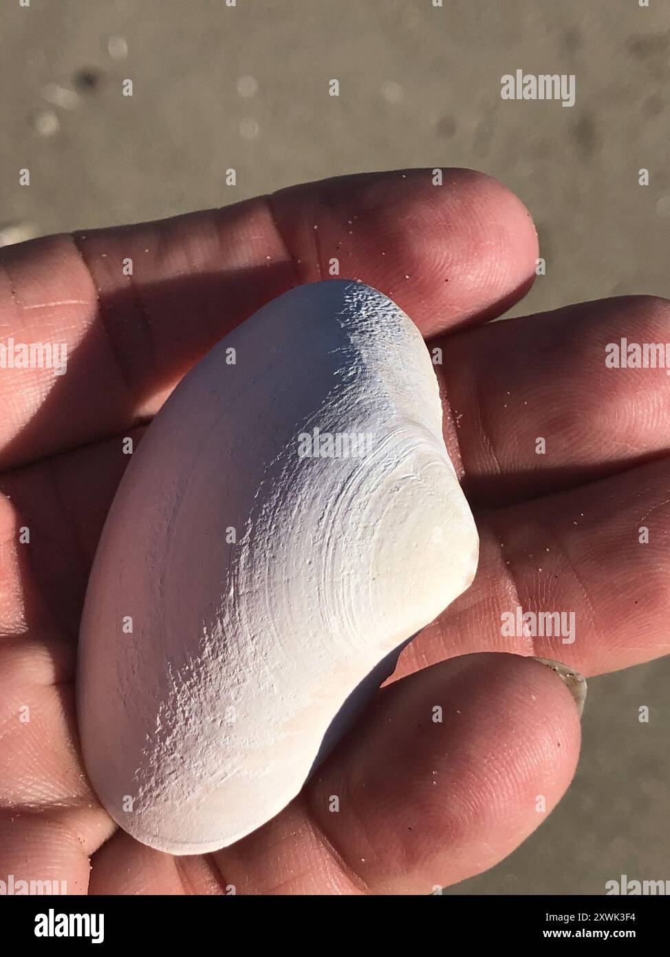 Pismo Clam (Tivela stultorum) Mollusca Stock Photo - Alamy